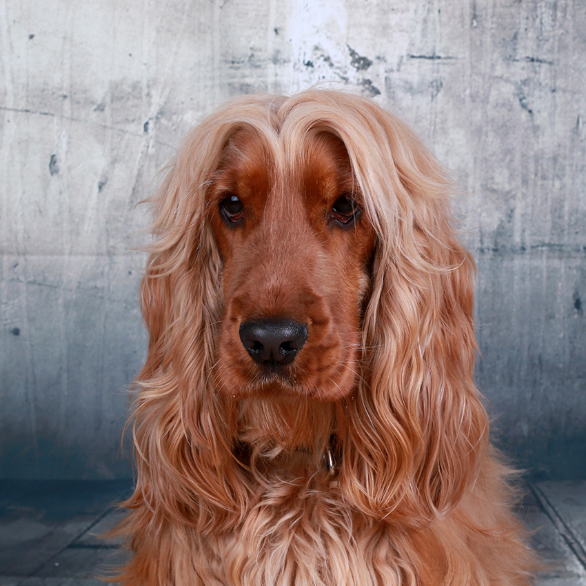 Sherlock – www.popyourevent.com